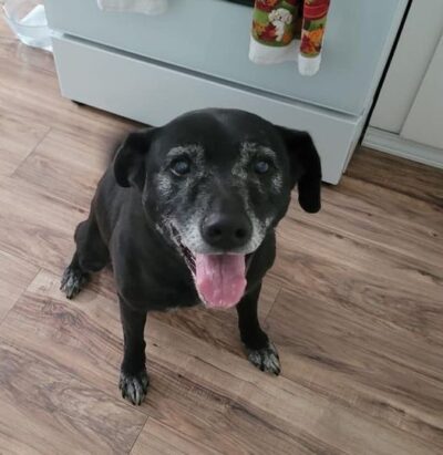 Fuzz Ball Animal Rescue – Rescue the mistreated, Save the injured, Love ...