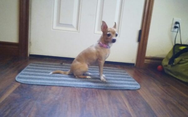 Yodi – Fuzz Ball Animal Rescue